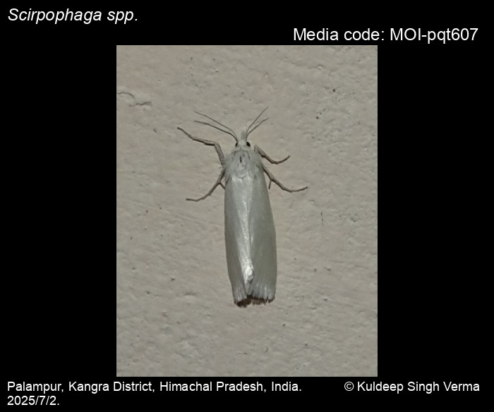 Scirpophaga spp. | Moths
